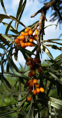 Tyrni – Kiinalainen lääketiede ja akupunktio